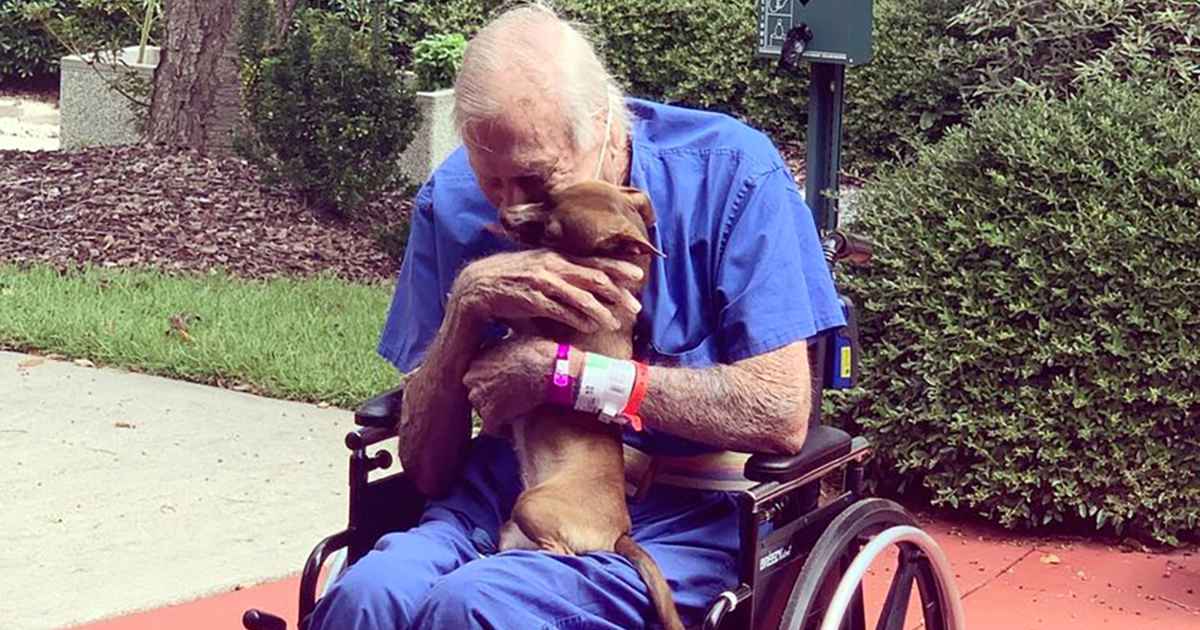 Dexter The Dog Walks Like A Human For A Heartwarming Reason | FaithPot