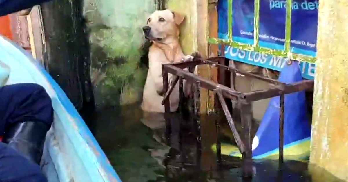 Rescue Team Save Frightened Dog Stranded In Mexico Flood | FaithPot