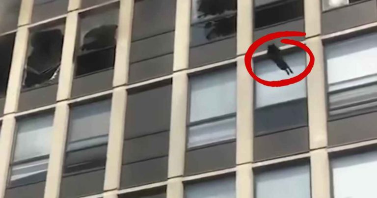 Cat Miraculously Survives Jump From 5-Story Burning Building | FaithPot