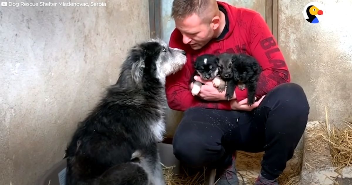 Stray Dog Stops Man And Asks Help To Save Her Puppies | FaithPot