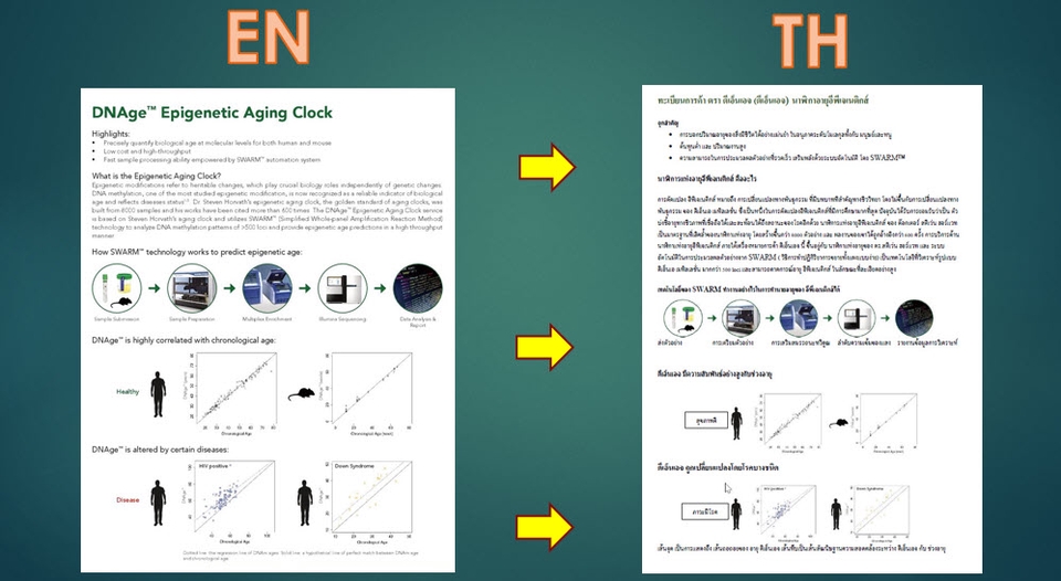 งานแปลภาษา TH-EN และ EN-TH