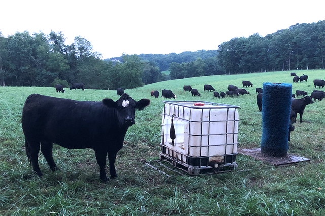 How to read cattle mineral tags