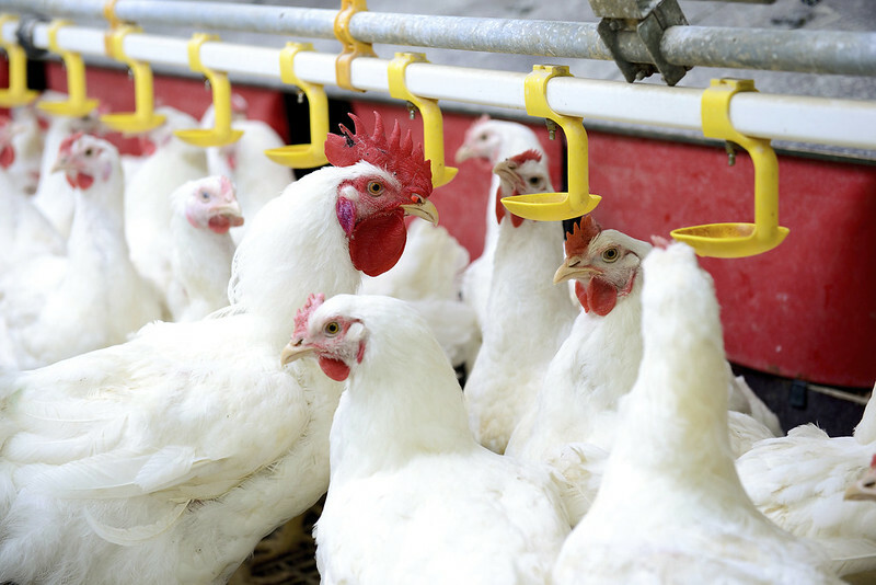 US broiler production adjusted up - USDA