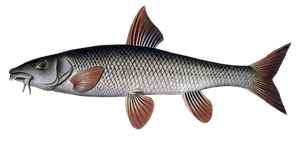 Last Barbel caught | (Barbus Barbus) | FishFriender