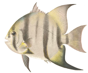 Last Atlantic Spadefish caught | (Chaetodipterus Faber) | FishFriender