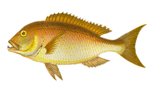 Best gear to fish Dentex | (Dentex Dentex) | FishFriender