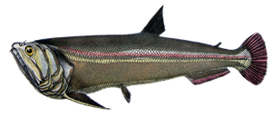 Tétra Vampire (Payara) : Fiche Espèce | (Hydrolycus Scomberoides ...