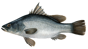 Last Nile Perch caught | (Lates Niloticus) | FishFriender