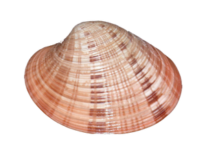 Last Clams caught | (Callista Spp) | FishFriender