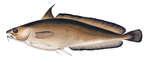 Species caught with Sasame gear | FishFriender