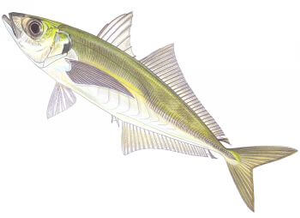 Last Greenback Horse Mackerel caught | (Trachurus Declivis) | FishFriender