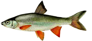 Best gear to fish Common Nase | (Chondrostoma Nasus) | FishFriender