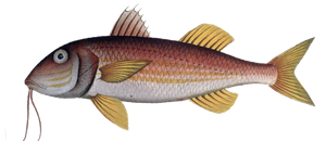 Best gear to fish Surmullet | (Mullus Surmuletus) | FishFriender