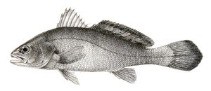 Last Amoy Croake caught | (Argyrosomus Amoyensis) | FishFriender