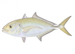 Last Bludger Trevally caught | (Carangoides Gymnostethus) | FishFriender