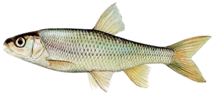 Last Common Dace caught | (Leuciscus Leuciscus) | FishFriender