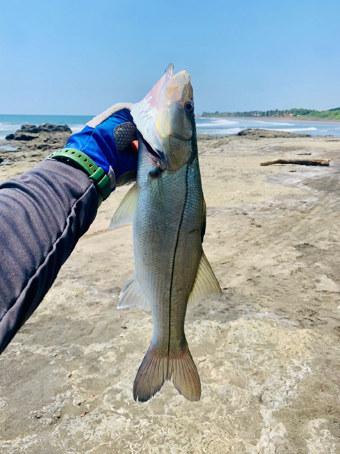 Last Common Snook caught | (Centropomus Undecimalis) | FishFriender