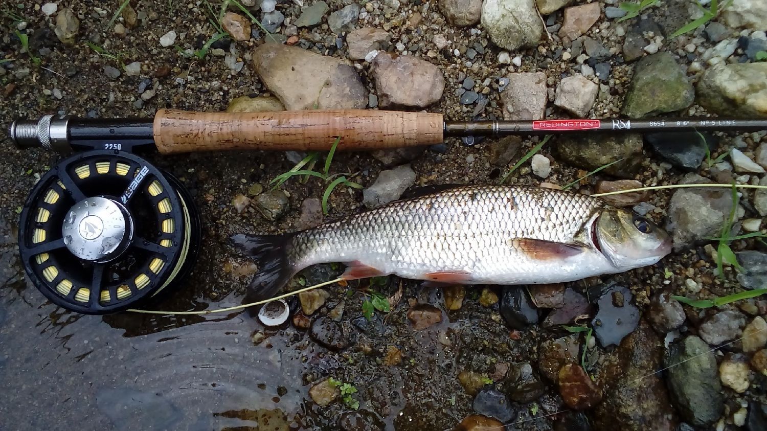 Last Common Dace caught | (Leuciscus Leuciscus) | FishFriender