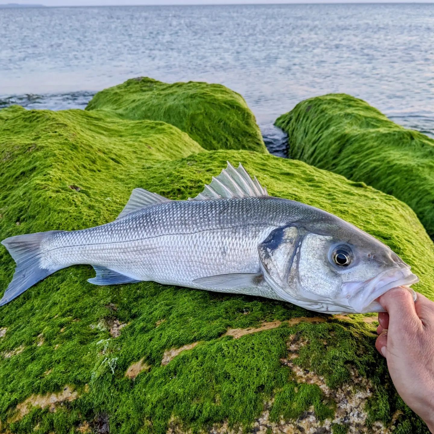 Last European Bass (Seabass) caught | (Dicentrarchus Labrax) | FishFriender