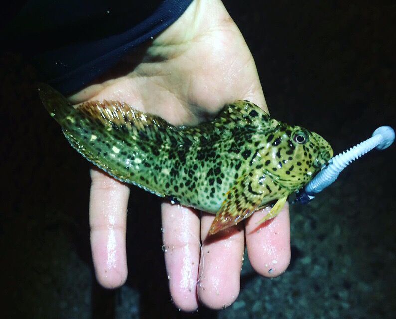 Les dernières prises de Blennie Pilicorne | (Parablennius Pilicornis ...