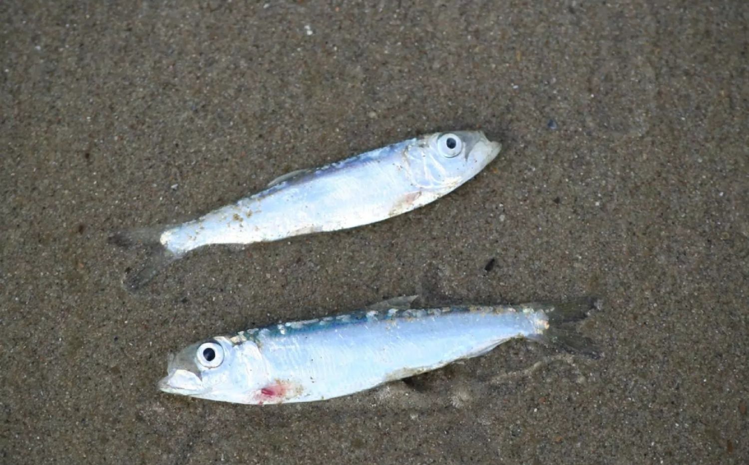 Last Sprat caught | (Sprattus Sprattus) | FishFriender