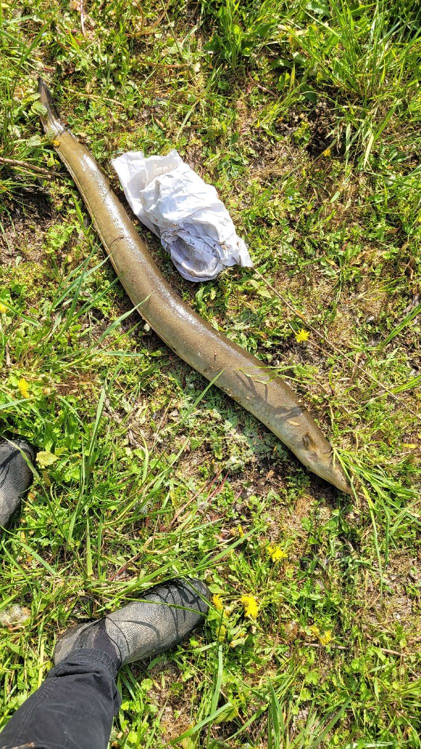 Last European Eel (Common Eel) caught | (Anguilla Anguilla) | FishFriender