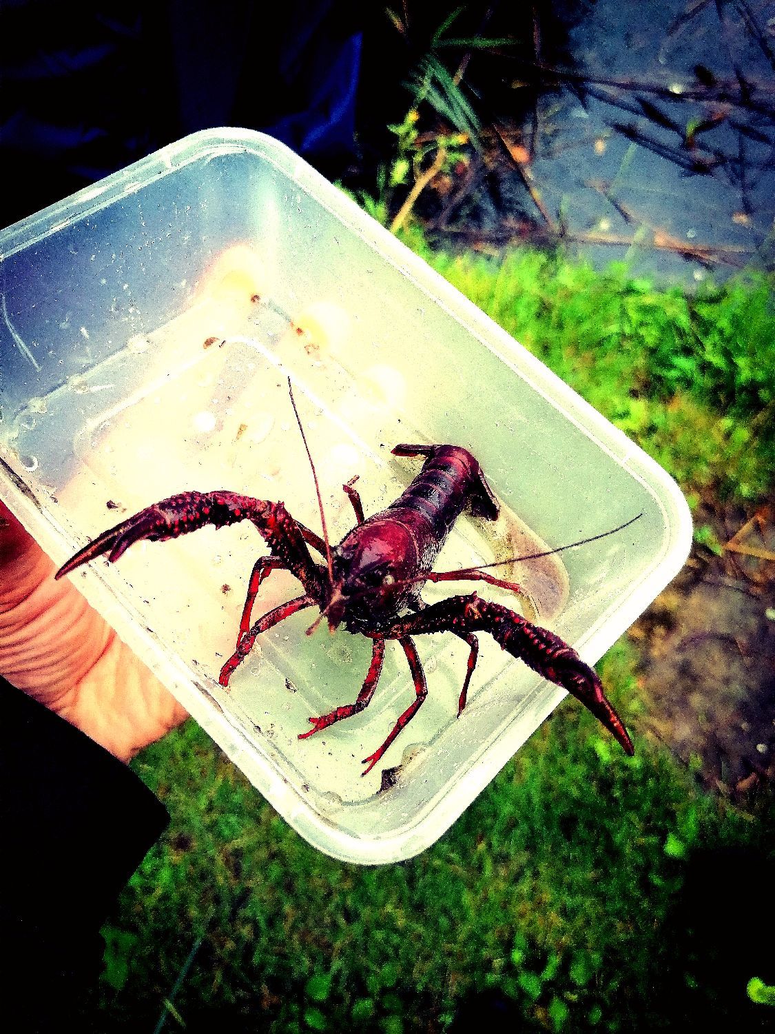 Last Red Swamp Crayfish caught | (Procambarus Clarkii) | FishFriender