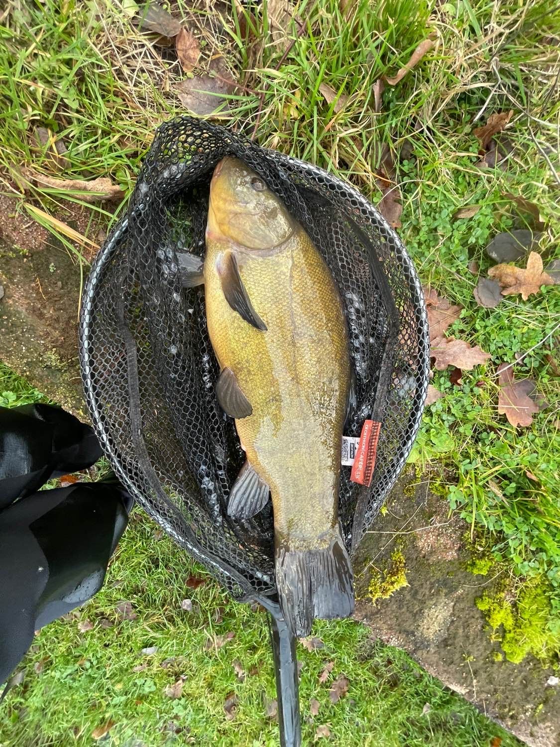 Best gear to fish Tench | (Tinca Tinca) | FishFriender