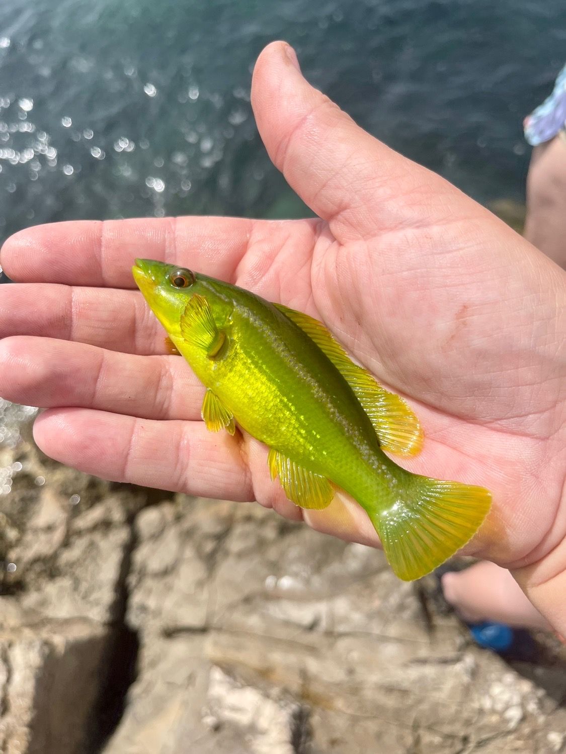 Best gear to fish | (Labrus Viridis) | FishFriender