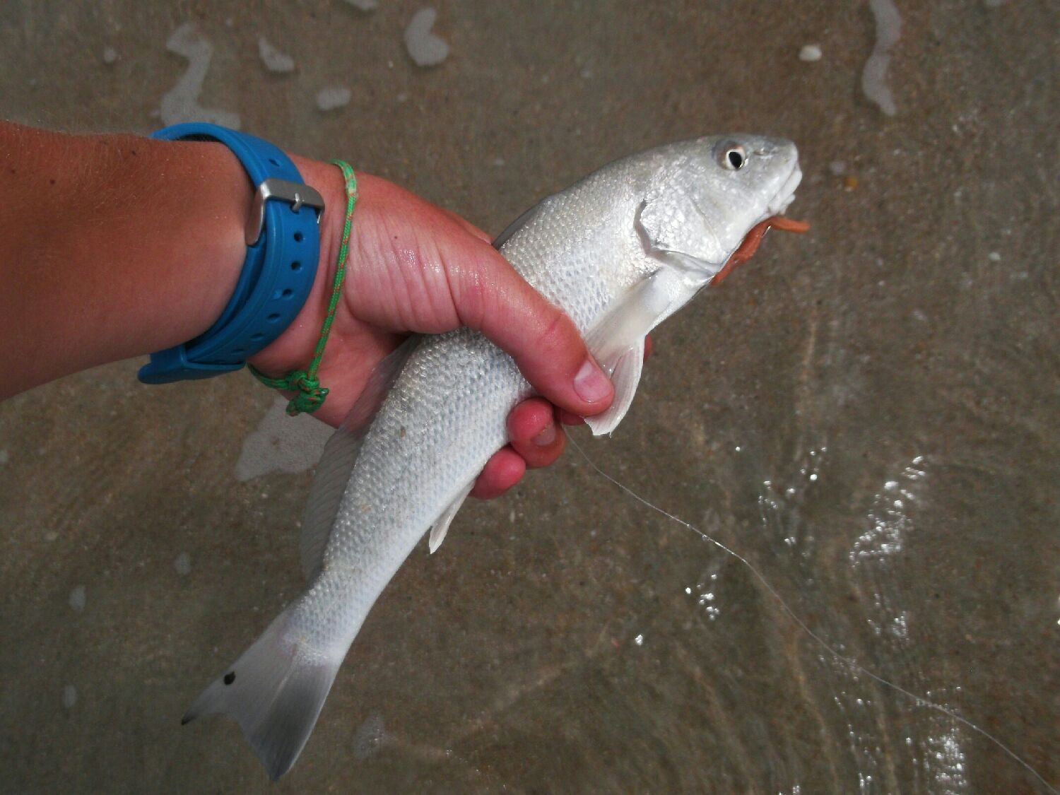 Last White Bass caught | (Morone Chrysops) | FishFriender