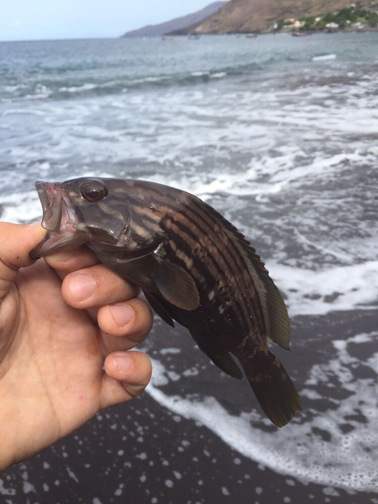 Best gear to fish Mottled Grouper | (Mycteroperca Rubra) | FishFriender