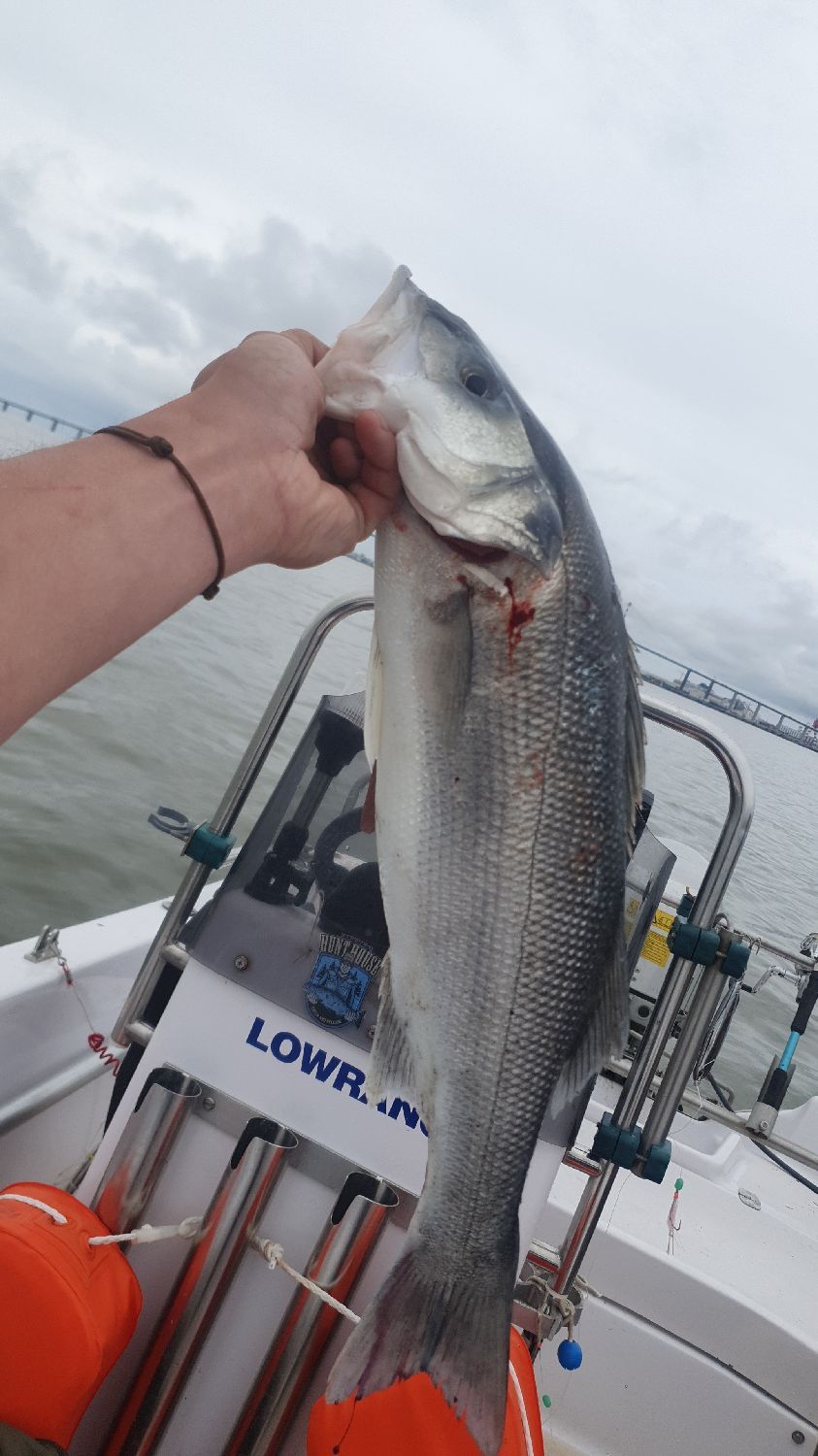 Best gear to fish European Bass (Seabass) | (Dicentrarchus Labrax ...