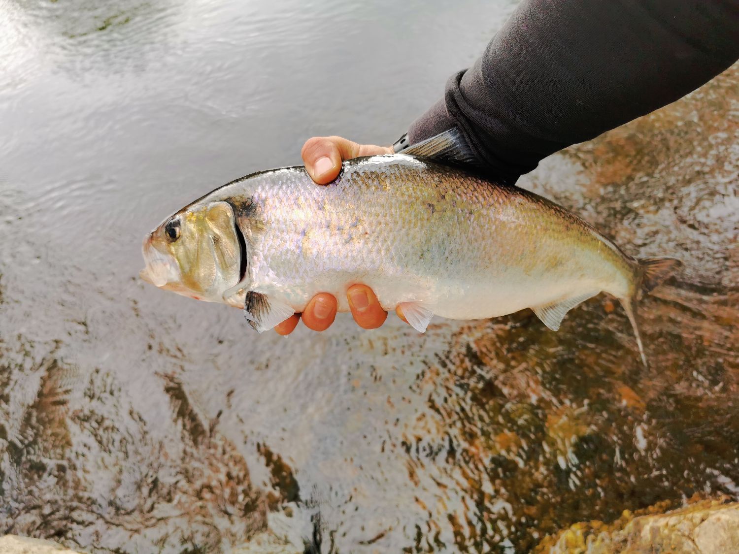 Last Shad caught | (Alosa Alosa) | FishFriender
