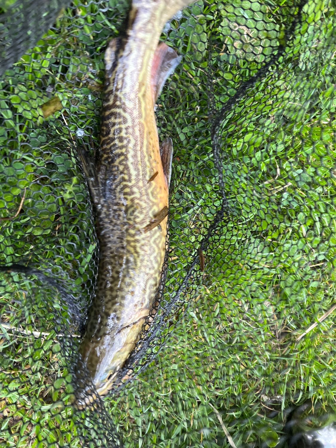 Best gear to fish Tiger Trout | (Salmo trutta X Salvelinus fontinalis ...