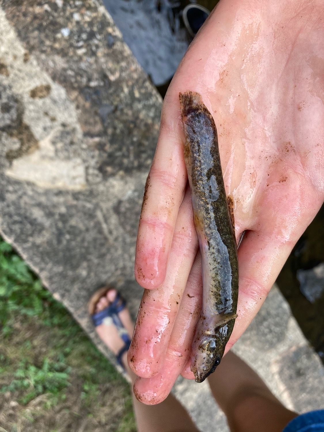 Last Spined Loach caught | (Cobitis Taenia) | FishFriender