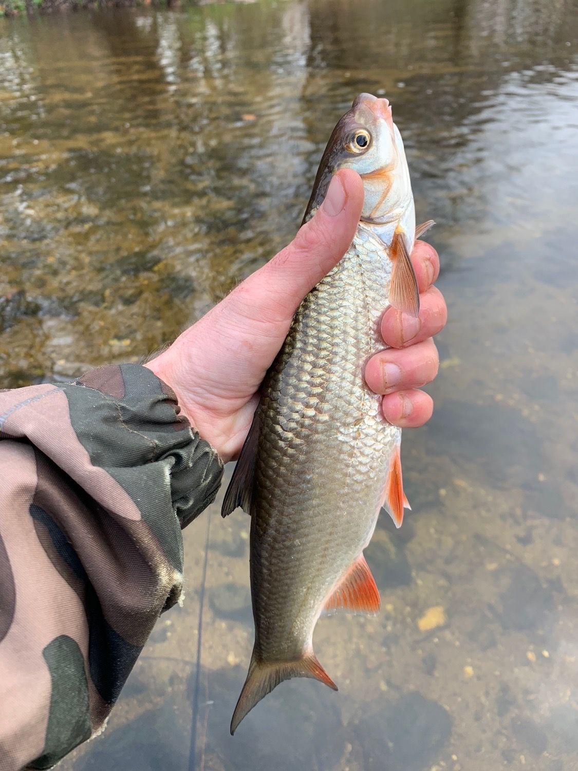 Best gear to fish Common Nase | (Chondrostoma Nasus) | FishFriender