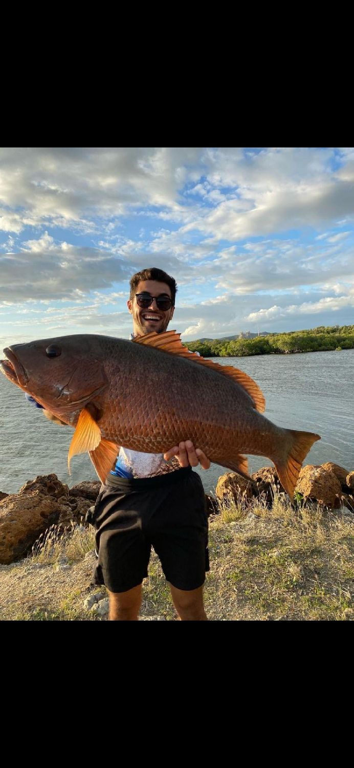 Last African Red Snapper caught | (Lutjanus Agennes) | FishFriender