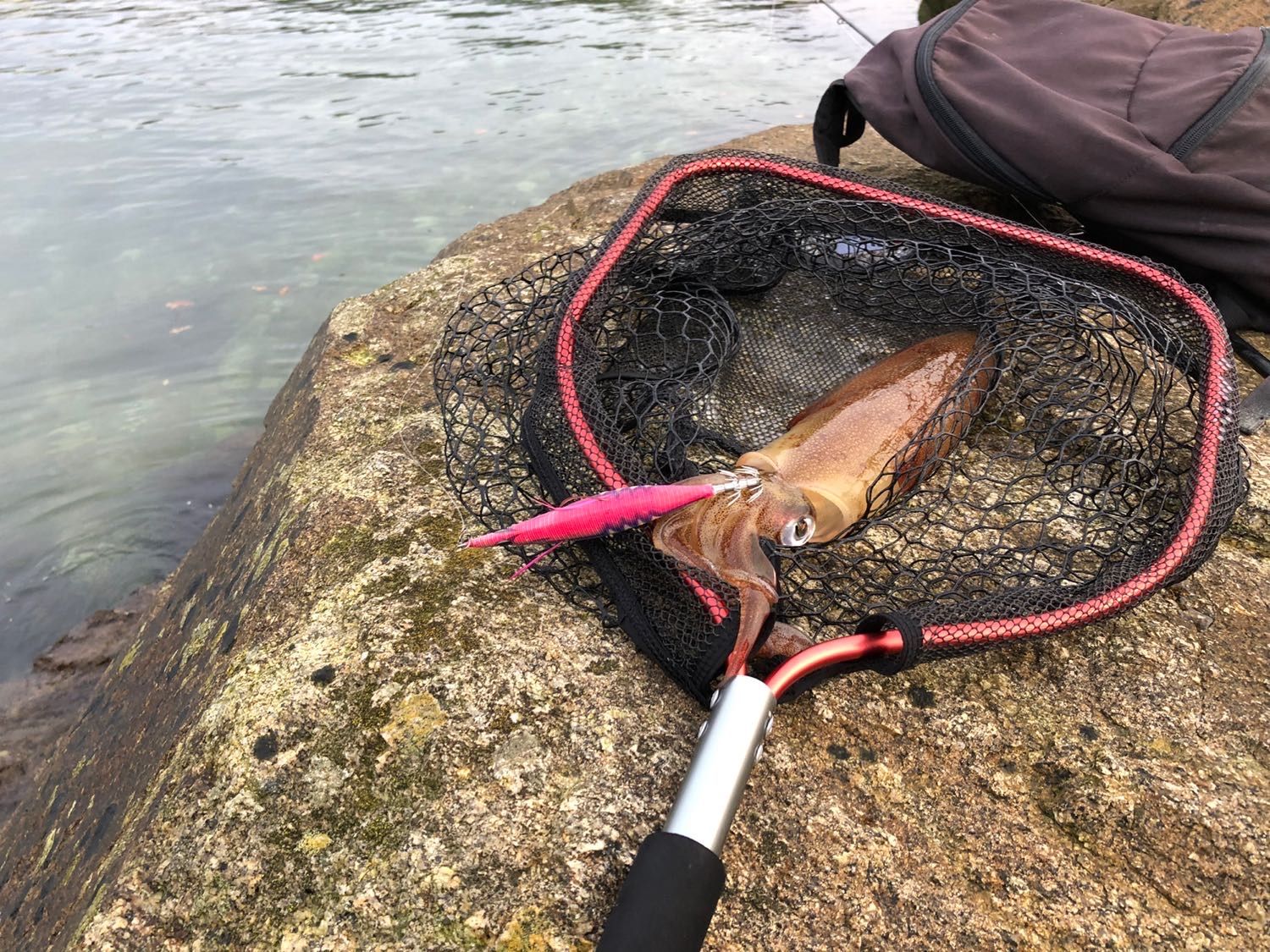 Last European Squid caught | (Loligo Vulgaris) | FishFriender