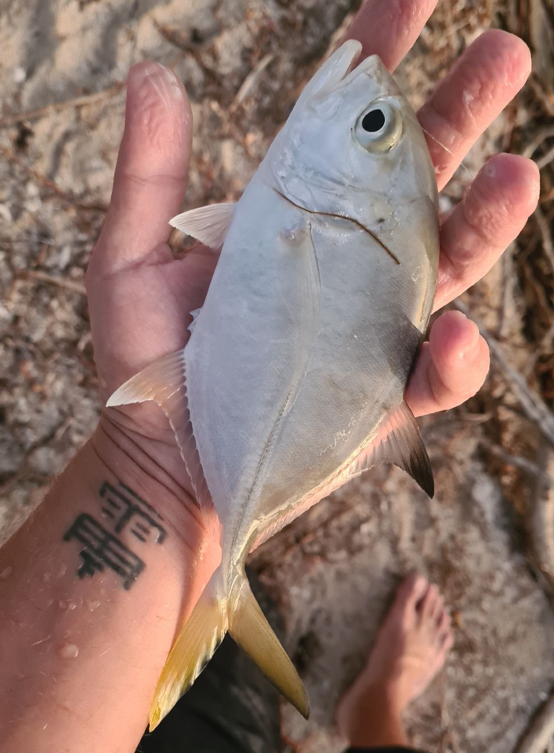 Last Horse-eye Jack caught | (Caranx Latus) | FishFriender
