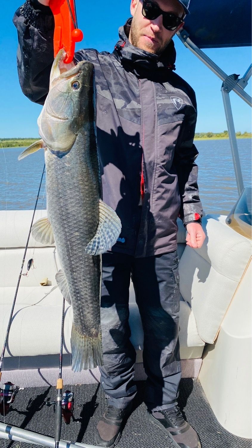 Species Card of Trahira | (Hoplias Spp.) | FishFriender