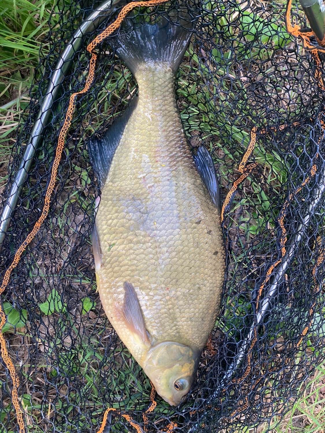 Last Common Bream caught | (Abramis Brama) | FishFriender