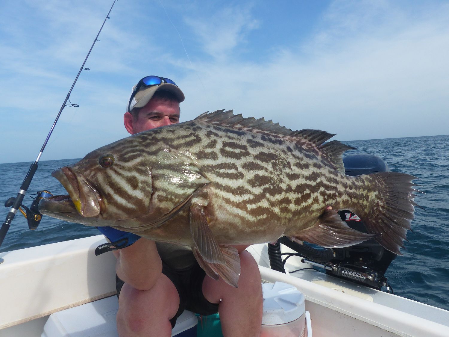 Last Broomtail Grouper caught | (Mycteroperca Xenarcha) | FishFriender