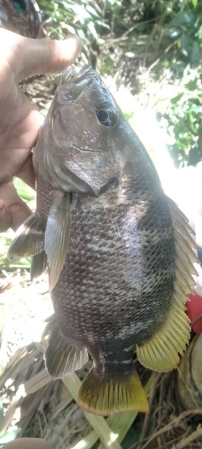 Last Amoy Croake caught | (Argyrosomus Amoyensis) | FishFriender