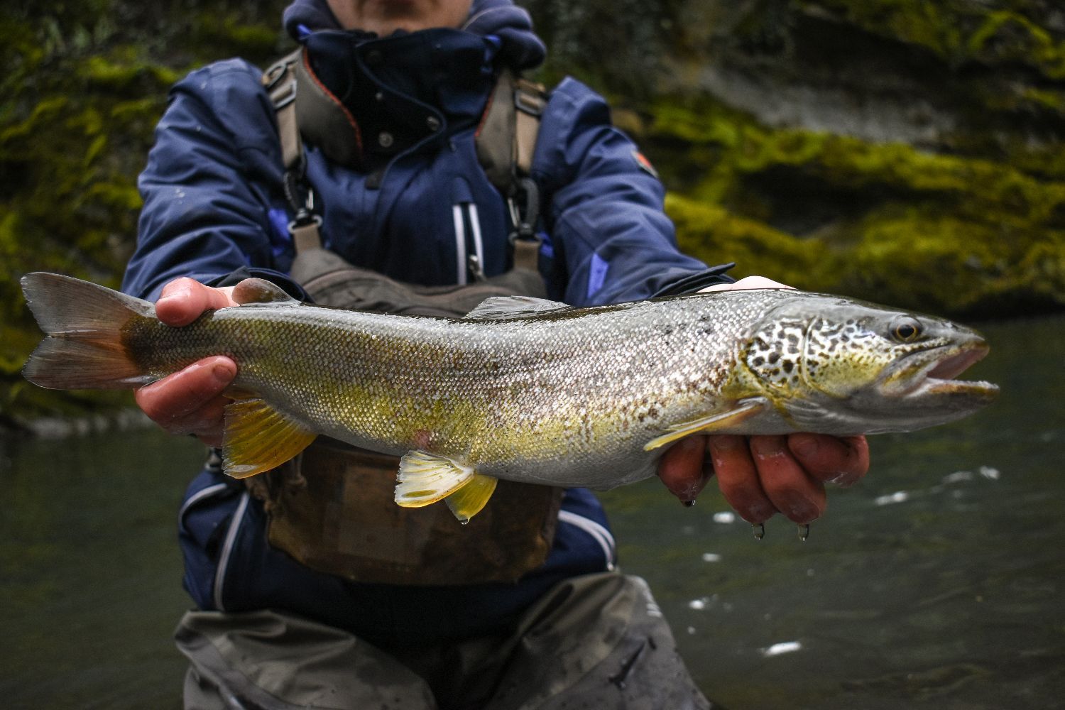 Last Marble Trout caught | (Salmo Marmoratus) | FishFriender