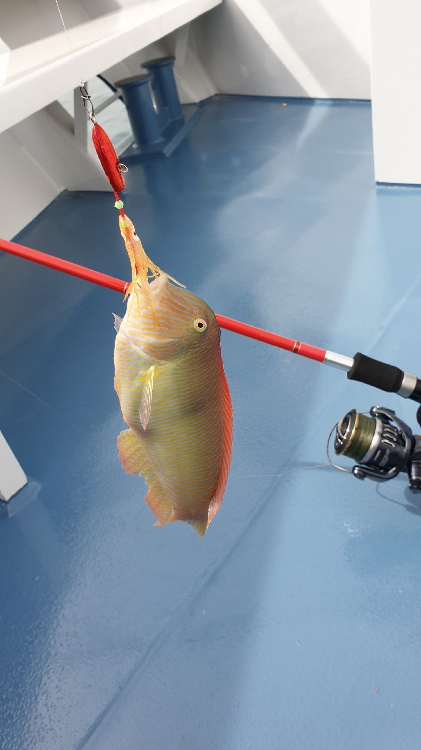 Last Peacock Razorfish caught | (Xyrichtys Pavo) | FishFriender