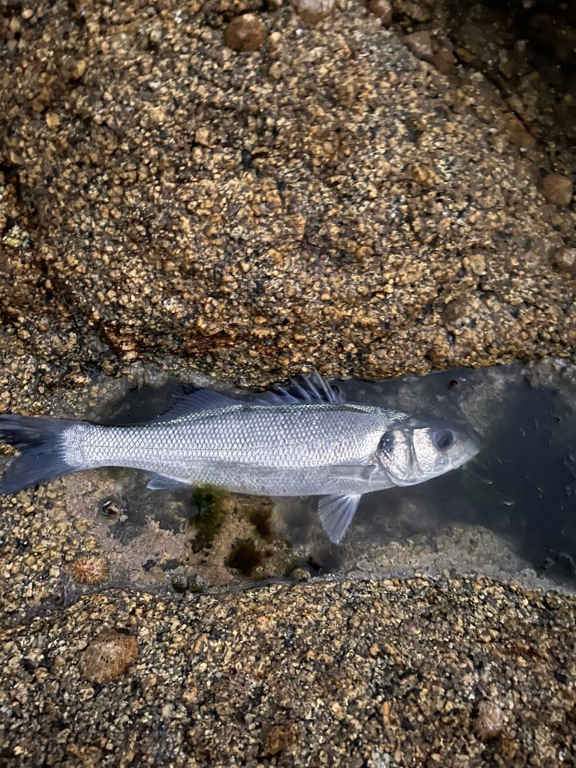 Best gear to fish European Bass (Seabass) | (Dicentrarchus Labrax ...