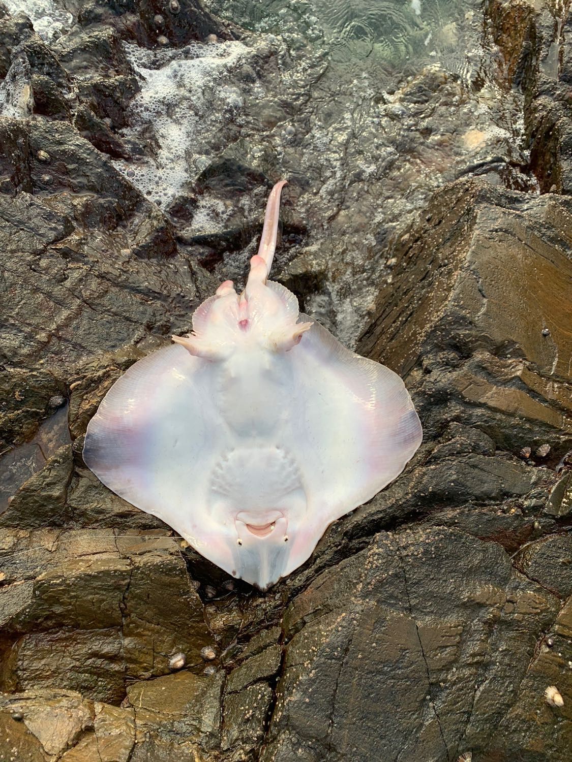 Last Undulate Ray caught | (Raja Undulata) | FishFriender