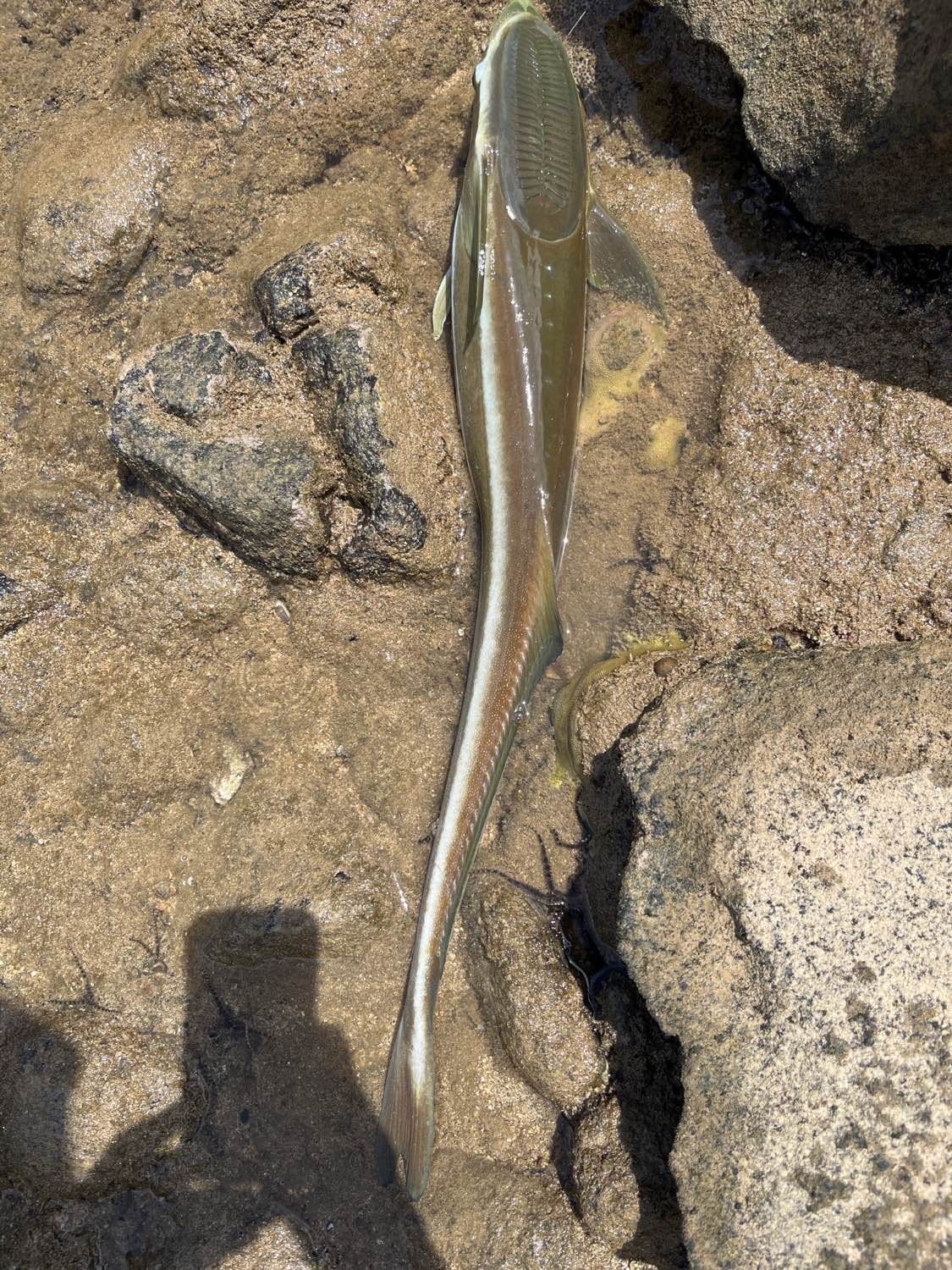 Last Shark Sucker caught | (Remora Remora) | FishFriender