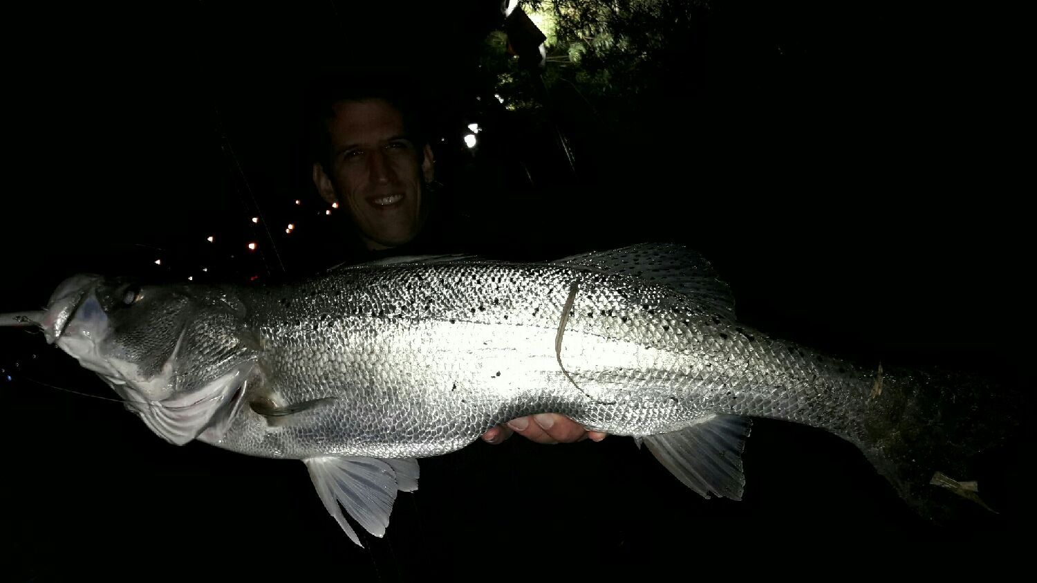 Last Japanese Seabass (Suzuki) caught | (Lateolabrax Japonicus ...