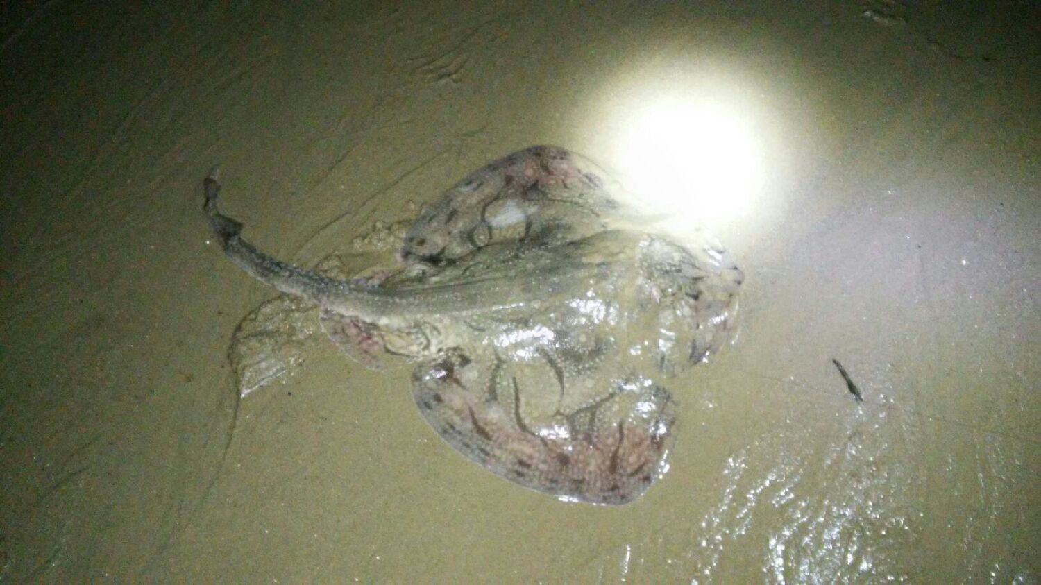Last Speckled Ray caught | (Raja Polystigma) | FishFriender
